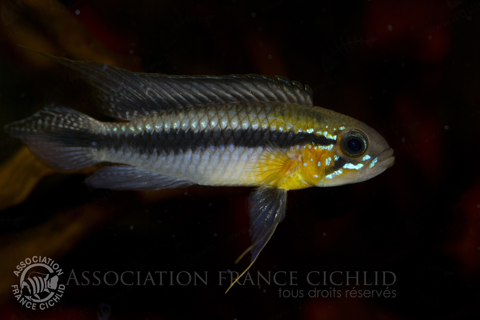 Tag Apistogramma | Panorama des Cichlidés AFC