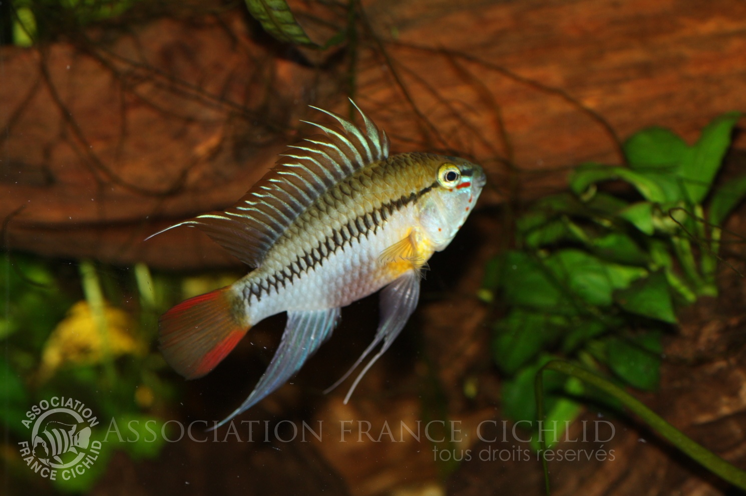 Tag Apistogramma | Panorama des Cichlidés AFC