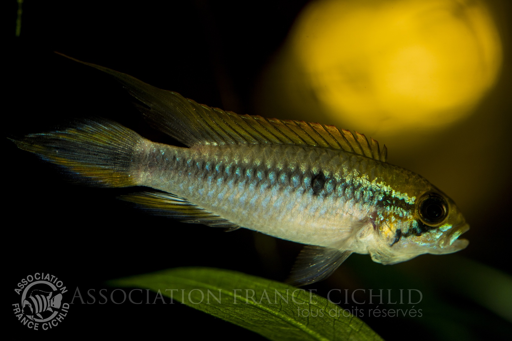 Tag Apistogramma | Panorama des Cichlidés AFC