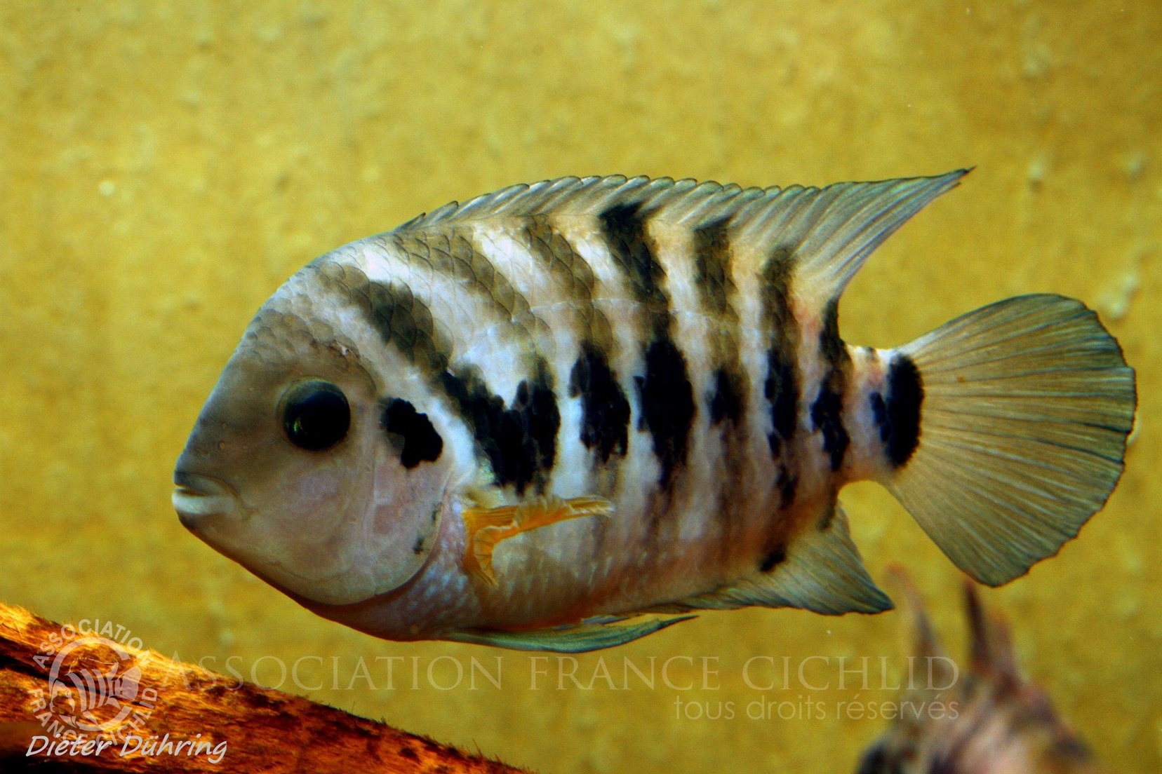 Apistogramma sp. "D39" | Panorama des Cichlidés AFC