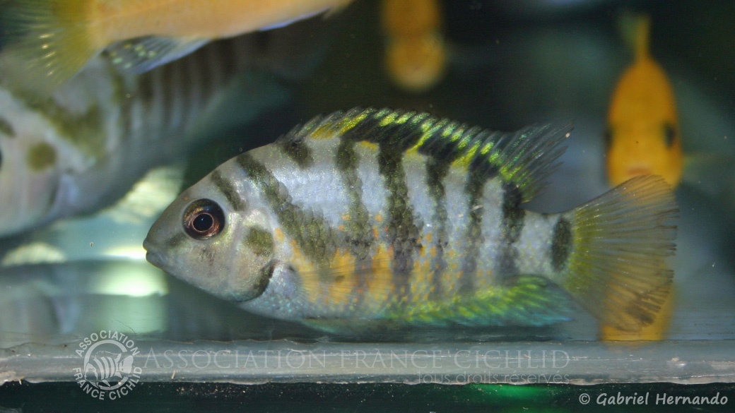 Apistogramma sp. "D39" | Panorama des Cichlidés AFC