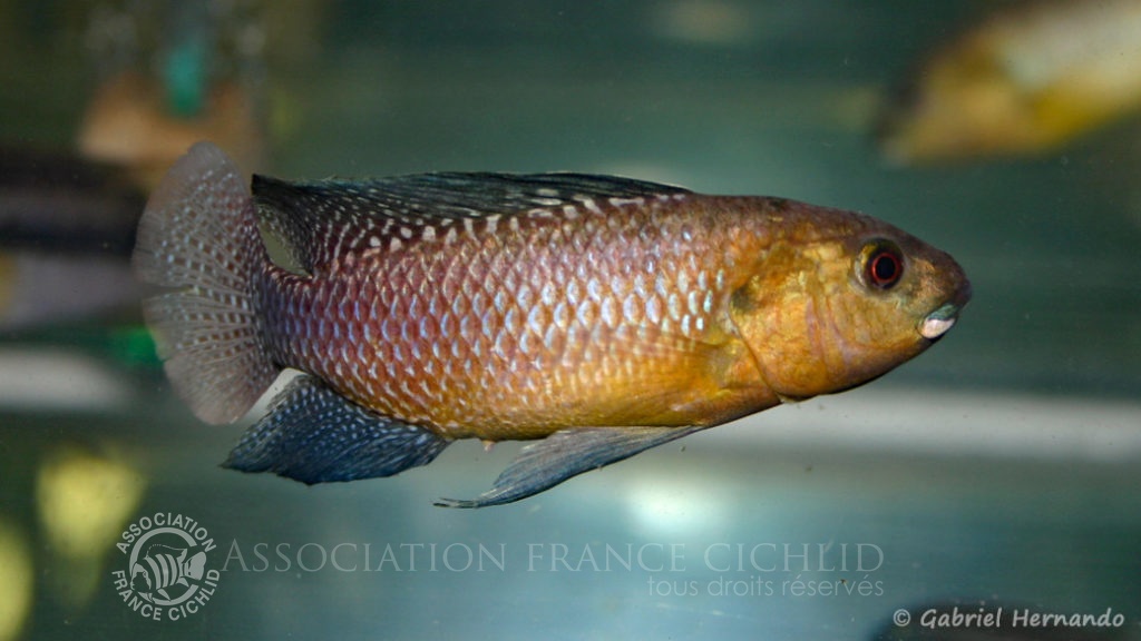 Apistogramma sp. "D39" | Panorama des Cichlidés AFC