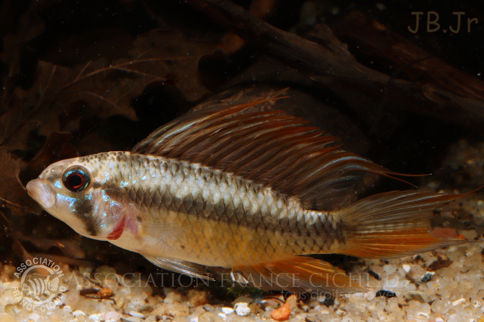 Tag Apistogramma | Panorama des Cichlidés AFC