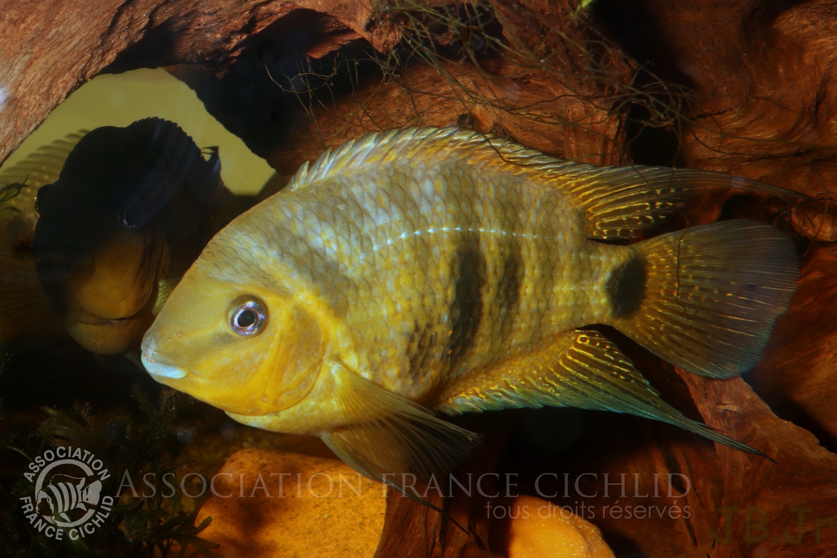 Apistogramma sp. "D39" | Panorama des Cichlidés AFC