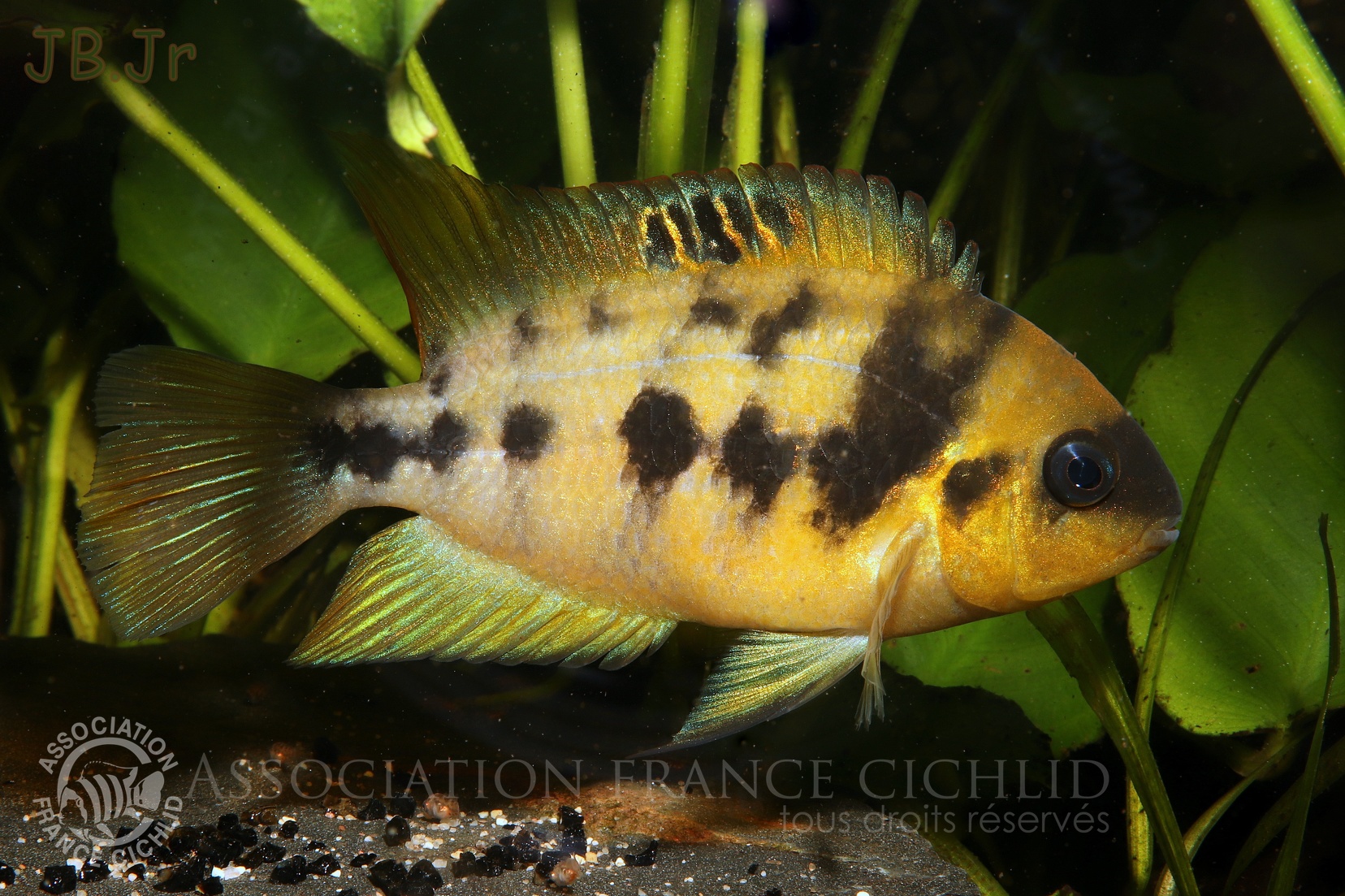 Apistogramma sp. "D39" | Panorama des Cichlidés AFC