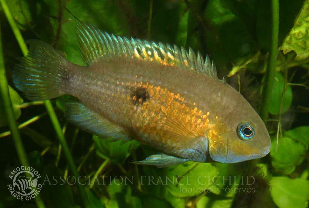 Apistogramma sp. "D39" | Panorama des Cichlidés AFC
