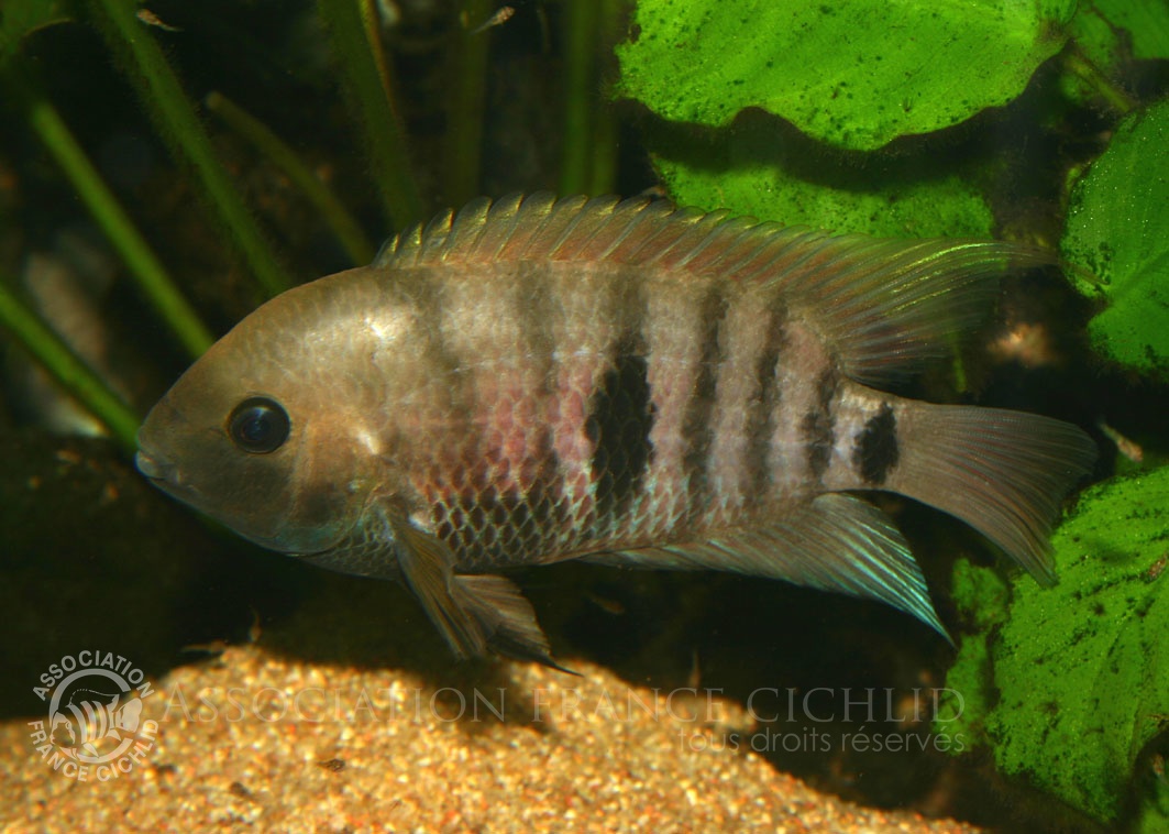 Apistogramma sp. "D39" | Panorama des Cichlidés AFC