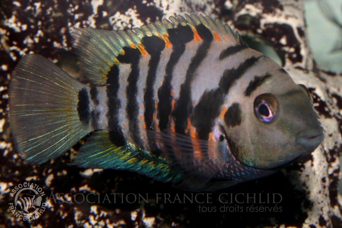 Apistogramma sp. "D39" | Panorama des Cichlidés AFC