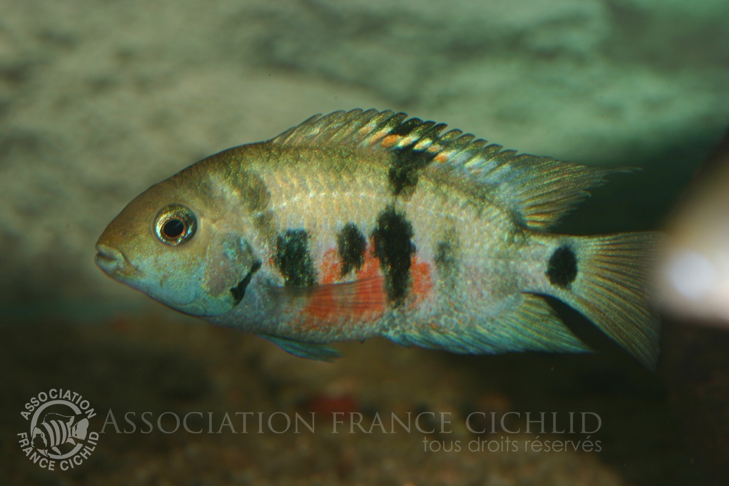 Apistogramma sp. "D39" | Panorama des Cichlidés AFC
